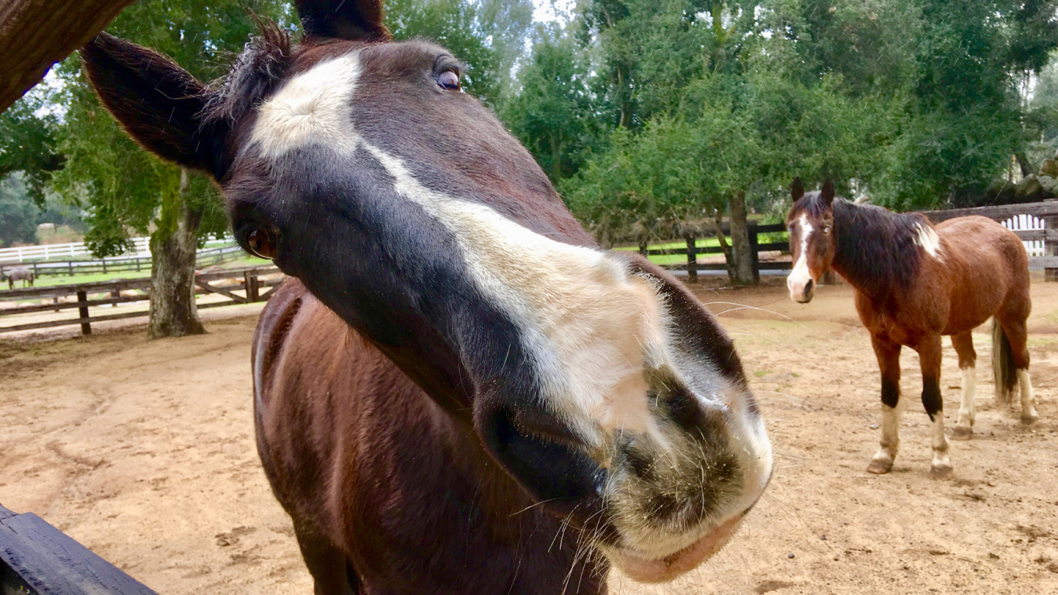 Weekend Wellness, by Kentucky Performance Products: Is Sweet Itch ...