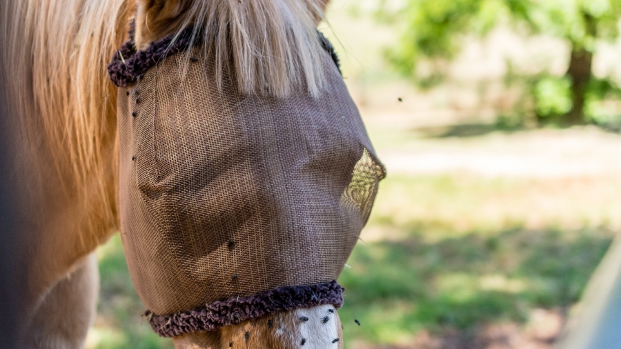 SmartPak Monday Morning Feed: 3 Ways To Keep Your Barn Fly-Free | HORSE ...