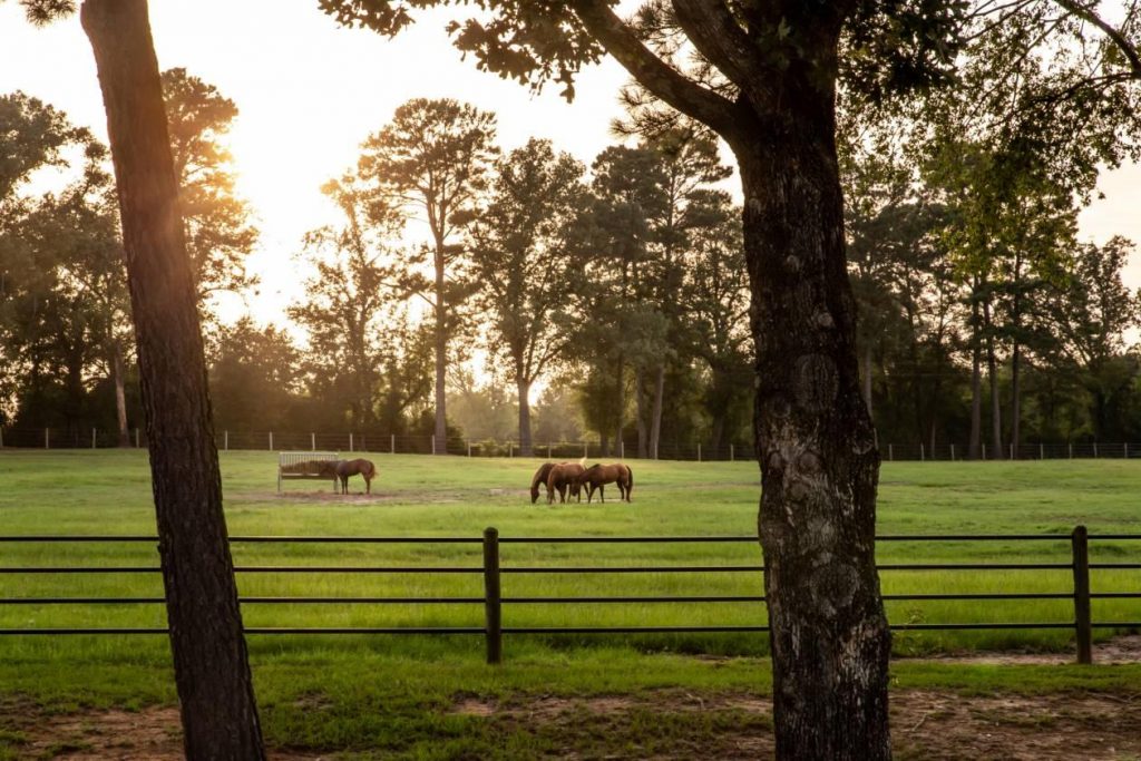 Fantasy Farm Friday: East Texas Equine Masterpiece | HORSE NATION