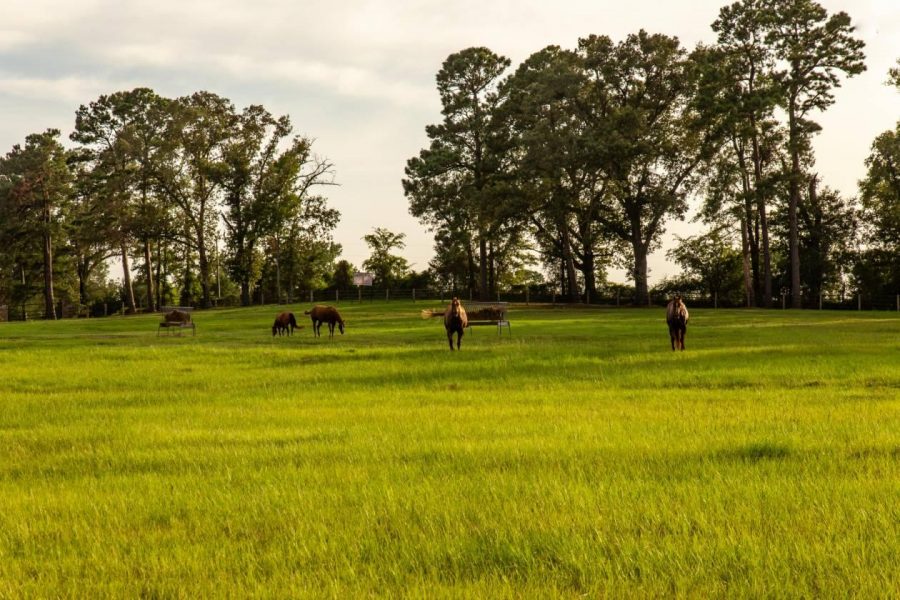 Fantasy Farm Friday: East Texas Equine Masterpiece | HORSE NATION