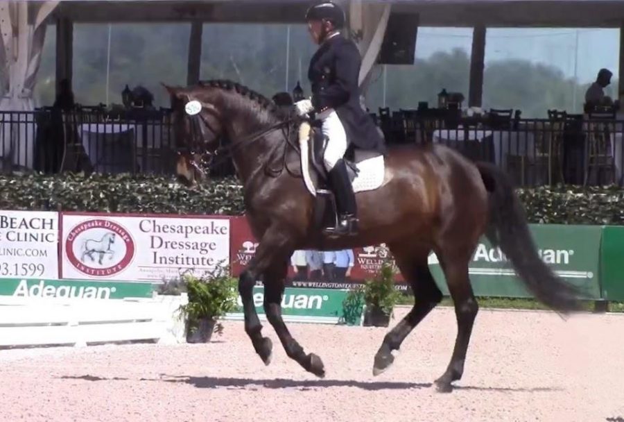Training in the Right Way: What to Look for in a Dressage Horse, Part 3 ...