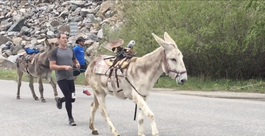 Wednesday Video: Pack Burro Racing… | HORSE NATION
