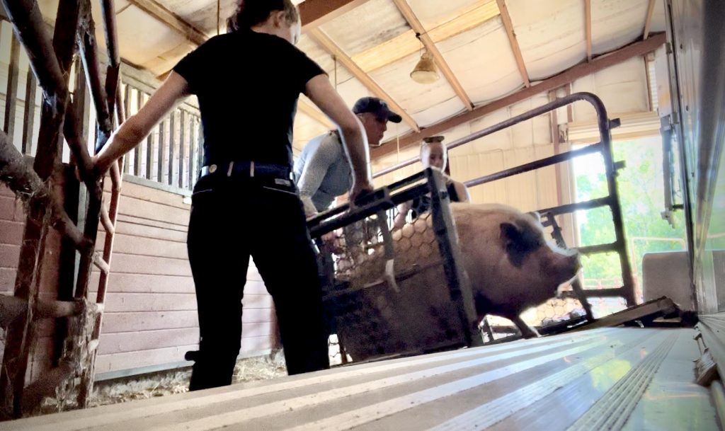 Thoroughbred Logic, Presented by Kentucky Performance Products: Bring ...