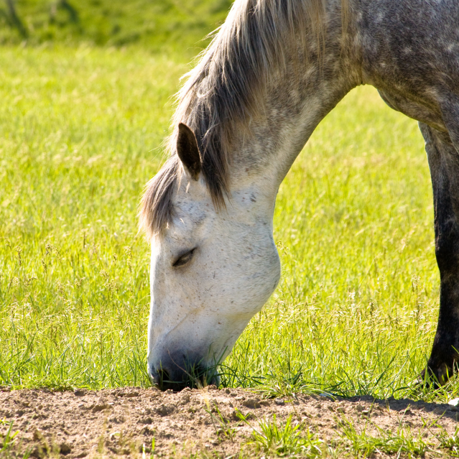 SmartPak Monday Morning Feed: Eat Dirt! | HORSE NATION