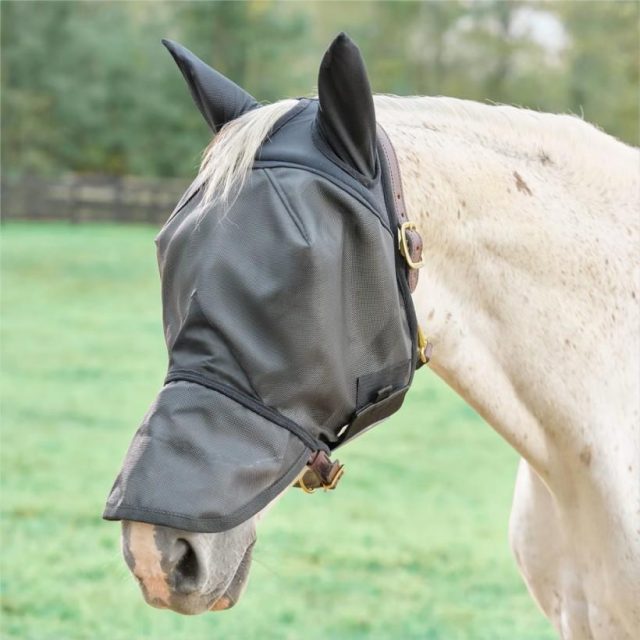 SmartPak Monday Morning Feed: Moon Blindness in Horses | HORSE NATION