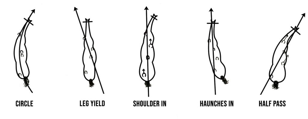 Training in the Right Way: The Actual Purpose of Lateral Work | HORSE ...