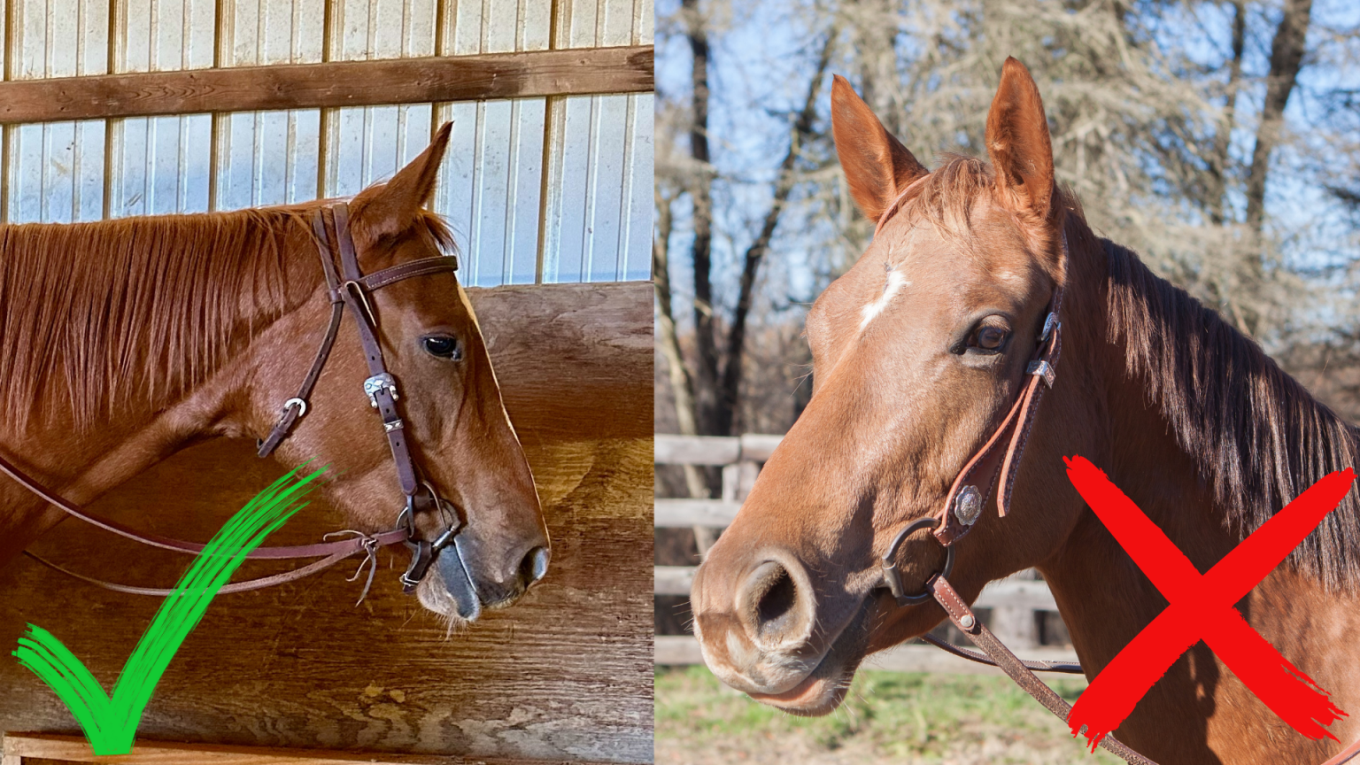 Mythbuster Monday: You Shouldn’t Ride in a Snaffle With a One-Eared ...