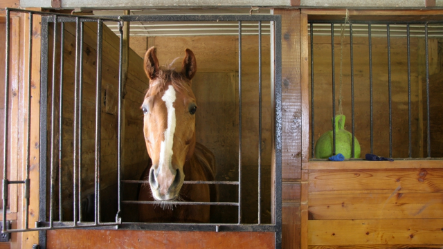 Caring for Your Horse on Stall Rest | HORSE NATION