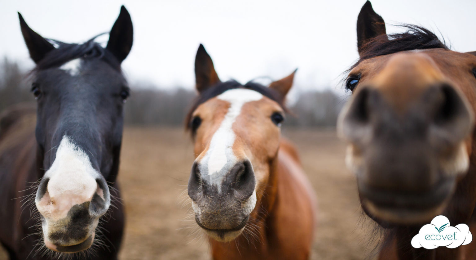 5 Barn Hacks that Really Work, Presented by Ecovet | HORSE NATION