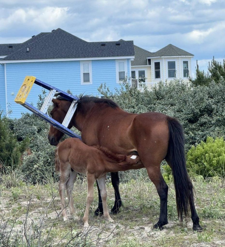 In the News: Chaos Is a Ladder | HORSE NATION