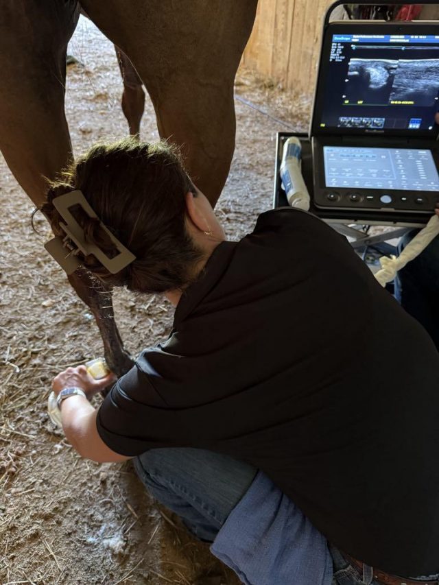 Triple Trouble: A Suspensory Shock | HORSE NATION