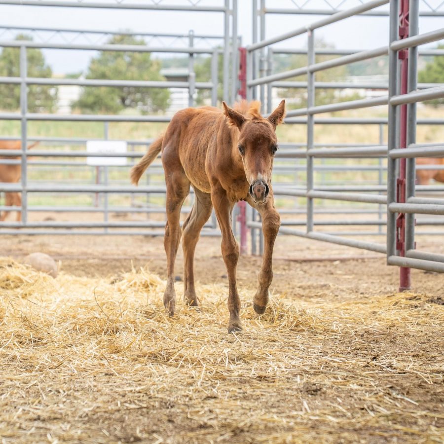 More Than 70 Horses Rescued From Rural Colorado Property | HORSE NATION