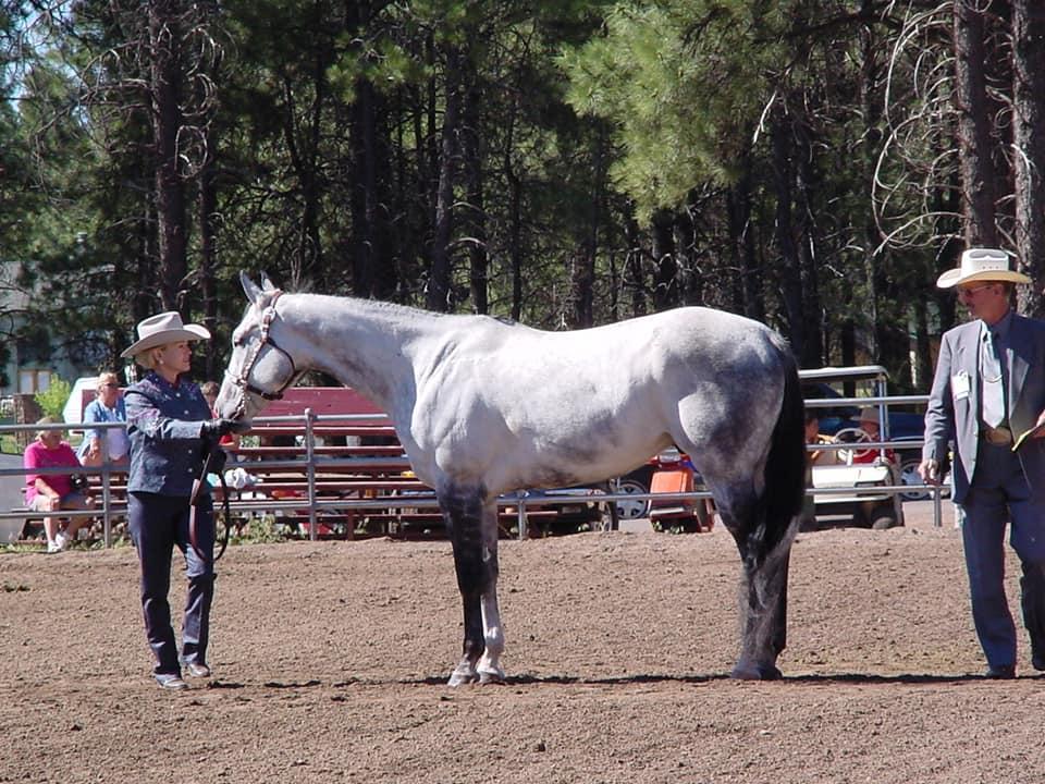 Holiday Horse Names: Christmas Paint Horses | HORSE NATION
