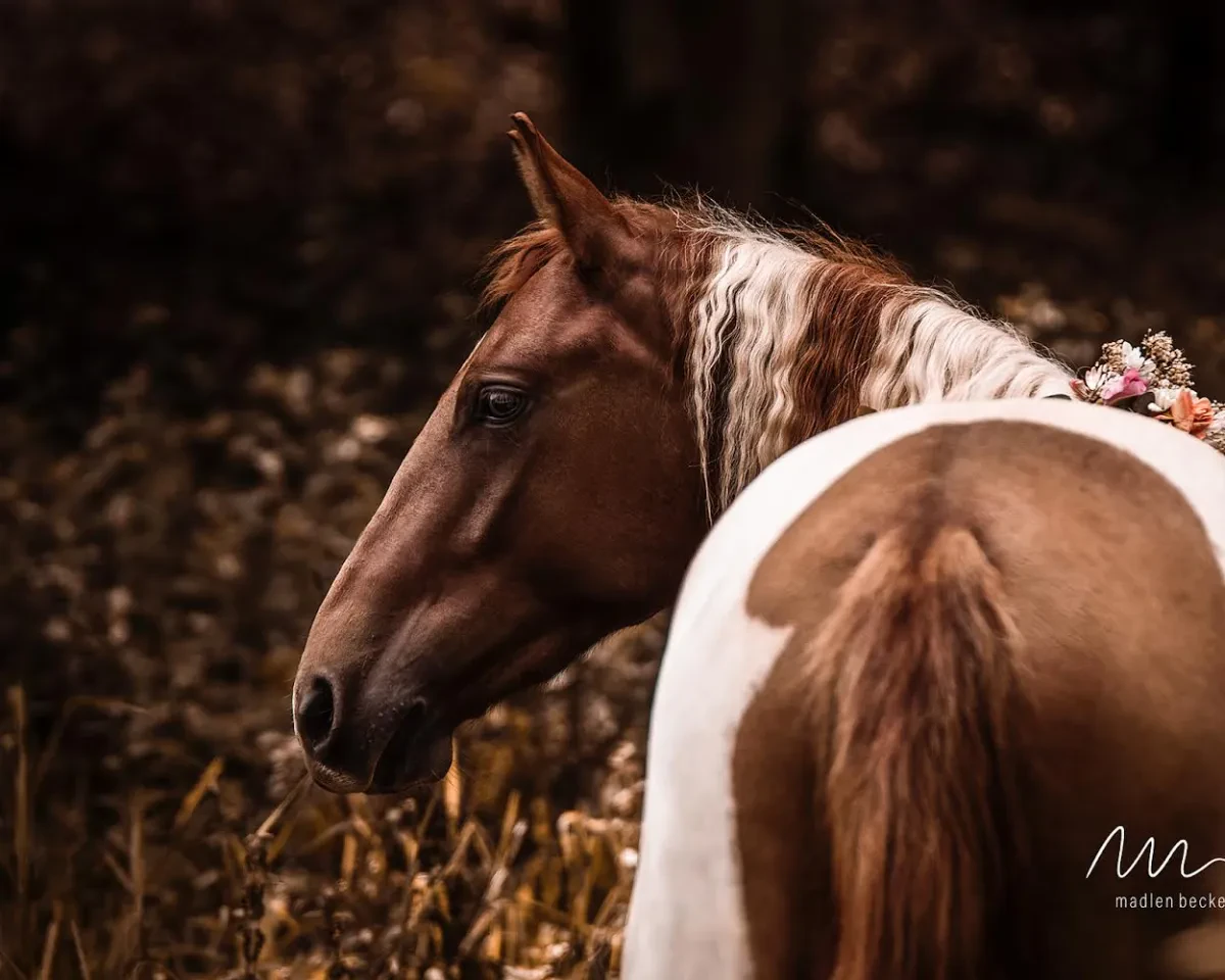 Holiday Horse Names: Hanukkah Paint Horses | HORSE NATION