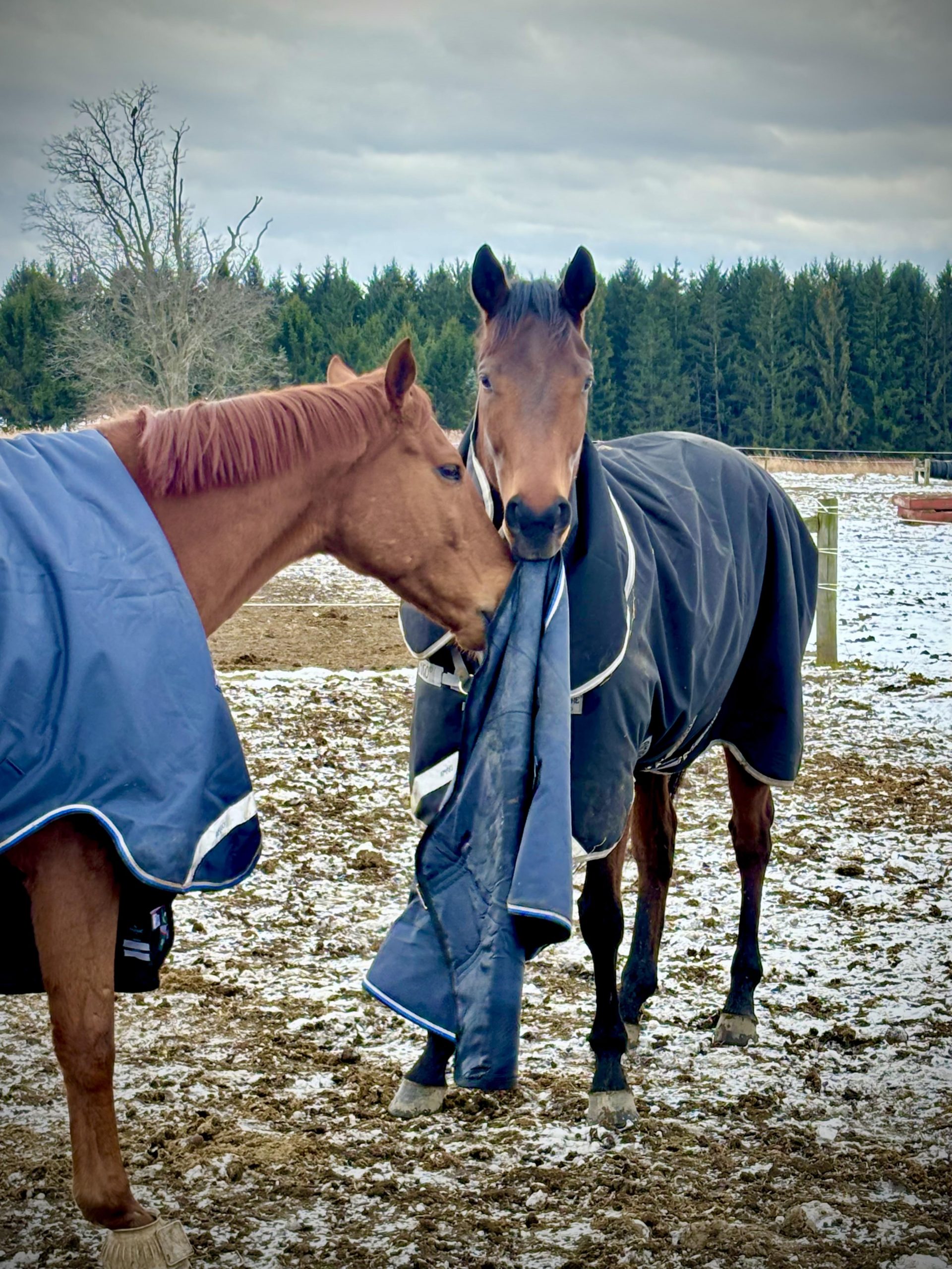 Thoroughbred Logic, Presented by Kentucky Performance Products ...