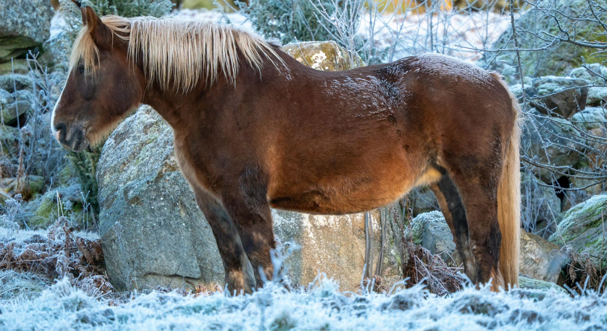 What Your Horse’s Winter Coat Says About Them | HORSE NATION