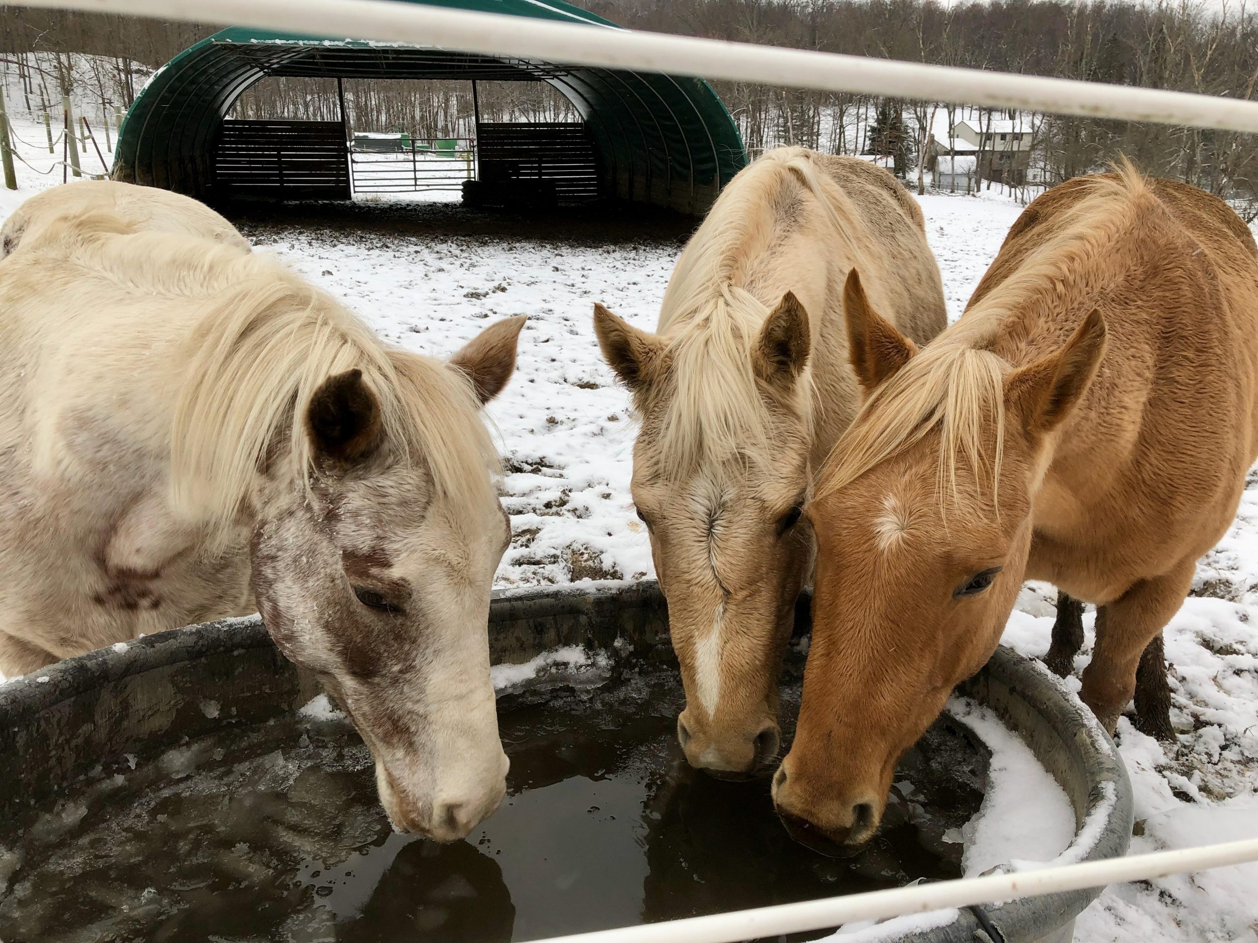 7 Winter Horse Care Mistakes You Shouldn’t Make… | HORSE NATION