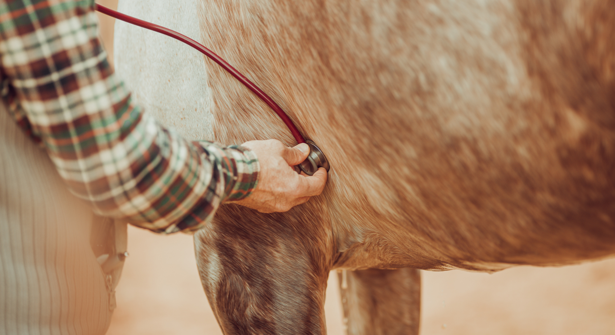 Honesty Isn’t a PPE: Why New Horse Owners Need More Than Trust | HORSE ...